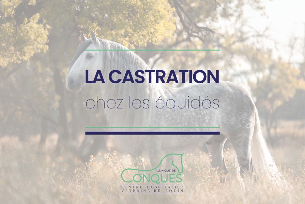La castration chez les équidés - Clinique de Conques - Actualité